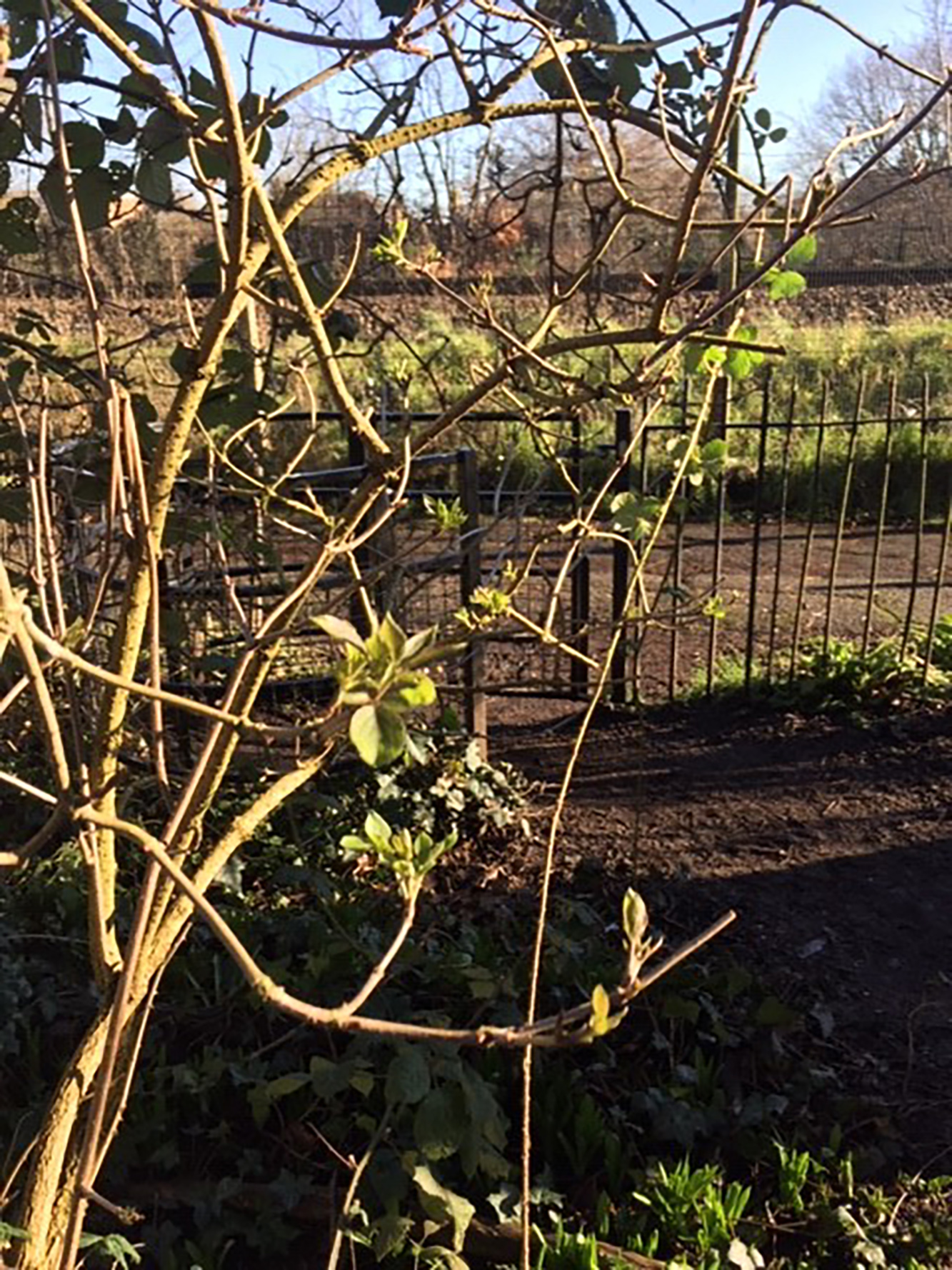 Spring on the Green: Elder trees and bushes - Albion Millennium Green