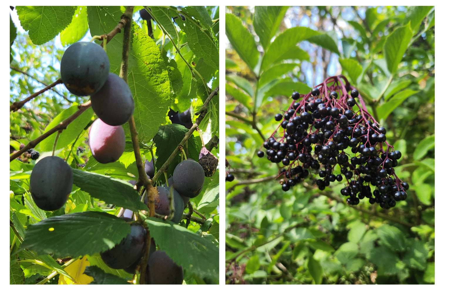 Autumn Fruit - Albion Millennium Green